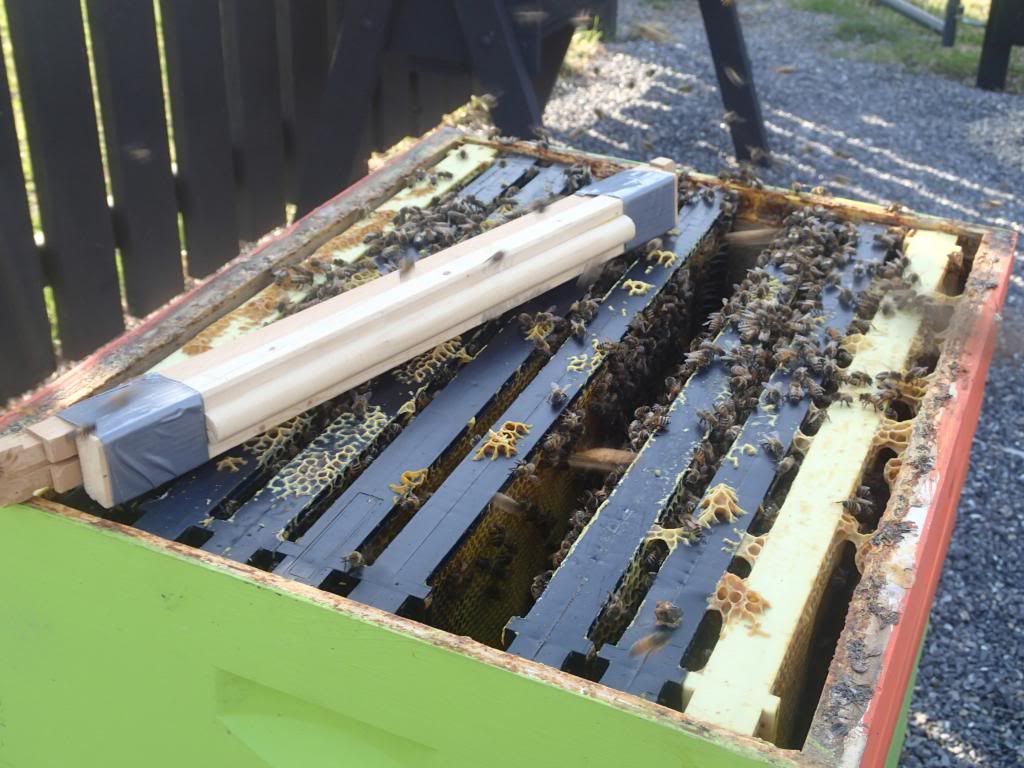 First tbh | Beesource Beekeeping Forums